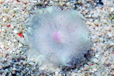 Purple Tip Flat Anemone - Heteractis spp.